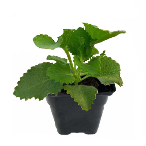 Gros thym antillais, PLANTE DOLIPRANE Plectranthus amboinicus Biologique